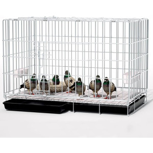 Show cages for pigeons